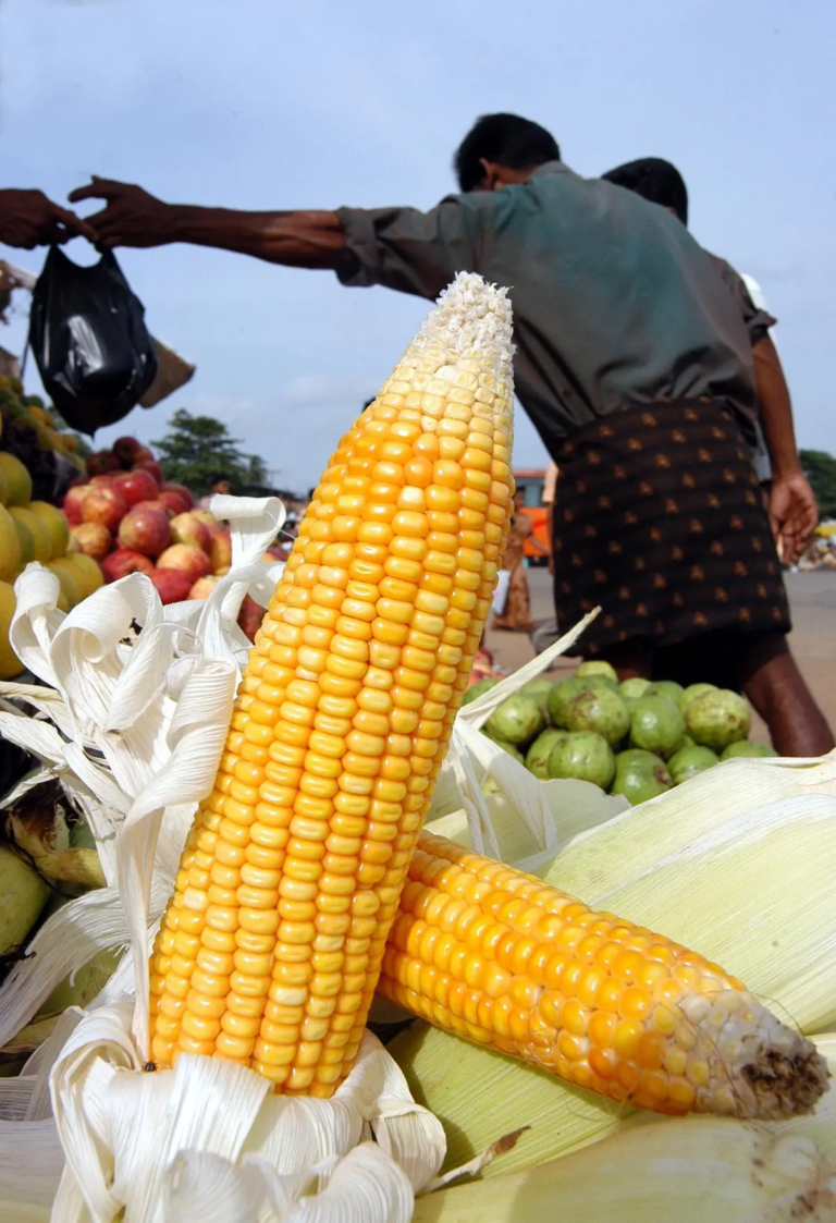 Sharp rise in maize diversion for ethanol blending kicks-off concern ...
